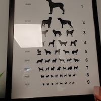 Dog Eye Chart Print, Vet Décor, Gift for Veterinarian, Vet Tech Gift ...
