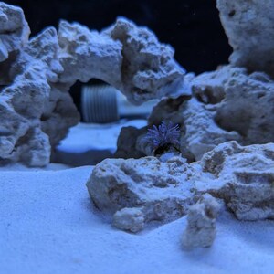 Green Tip Frogspawn - Etsy