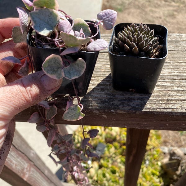 Opuntia Subulata or Austrocylindropuntia Subulata Eves Needle Eves Pin ...