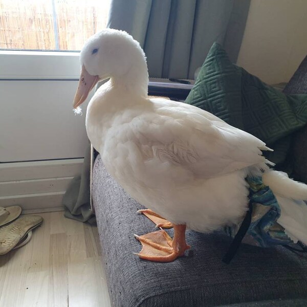 High Quality ORIGINAL - Duck Chicken Goose Diaper Harness - Adjustable ...