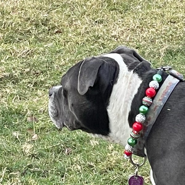 Pink Fizz Dog Bead Collar, Fancy Dog Pearl Necklace, Fuchsia Beaded Dog ...