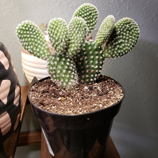 Small Cactus Plant. White Angel Wing Cactus. Also Called White Bunny ...