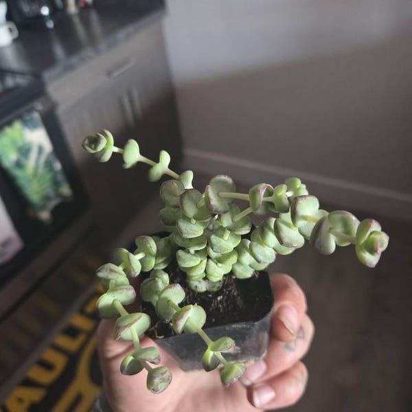 Crassula Muscosa Watch Chain Succulents Plants - 2 Inch Pot - Etsy