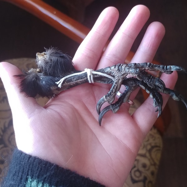 One Pair (2) Crow Feet Foot Talon Claws ~ Taxidermy Fetish Curio Bones ...