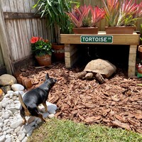 Tortoise, Tortoise Gift, Tortoise Sign, Tortoise Decor, Tortoise Lover ...