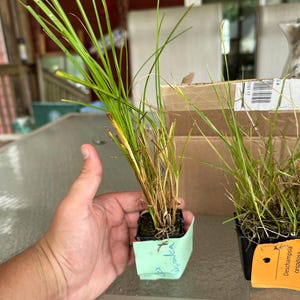 Carex Lurida Shallow Sedge Bareroot Wetland Restoration Live Plant ...