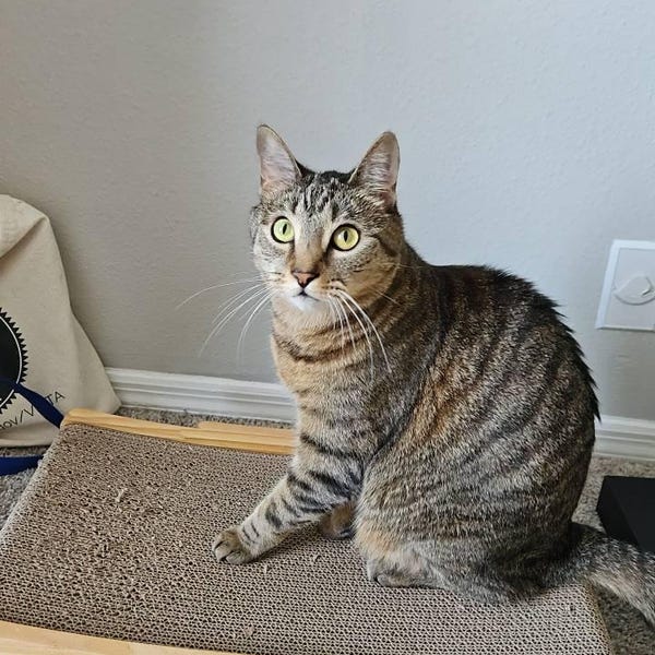 Cat Scratching Post With Recycled Cardboard Inserts - Adjustable ...