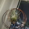 Tillandsia Stricta Iridescent Air Plants - Etsy