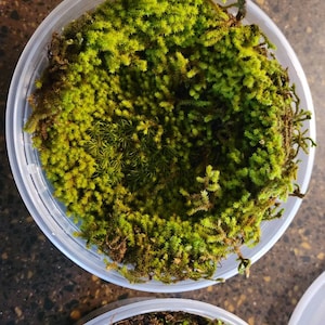 Star Moss Tortula Ruralis - Etsy