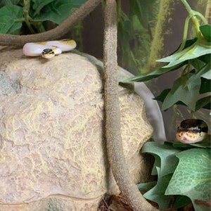 Customizable Ball Python Miniature / Figure / Sculpture / Necklace ...