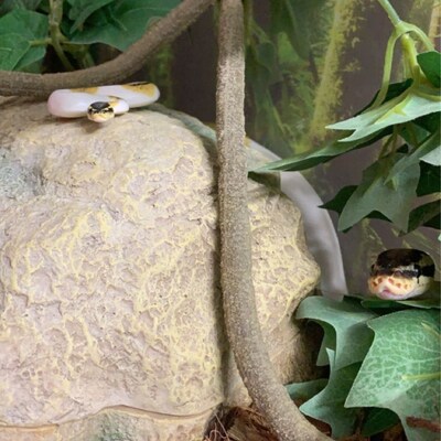 Customizable Ball Python Miniature / Figure / Sculpture / Necklace ...