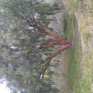 Persephone's Pearls, Poseidon's Pearls, Percy Jackson and the Olympians ...