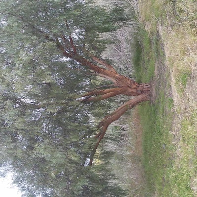 Persephone's Pearls, Poseidon's Pearls, Percy Jackson and the Olympians ...