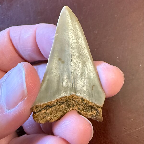 Wall Mount Kit for Megalodon Teeth - Display Stand for Use on Wall to ...