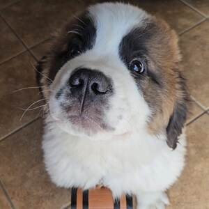 HO Scale Farmall Tractor for Model Train Layout - Etsy