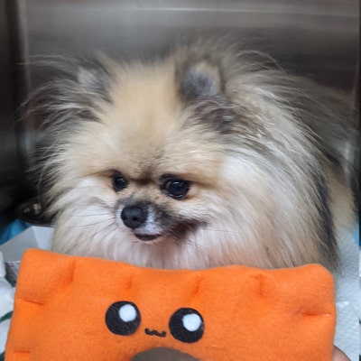 Kawaii Cheese Cracker Plush, Cute Chedder Snack Pillow, Play Food Toy ...