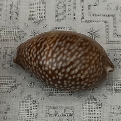 Large Specimen Grade 63.1mm CONUS Regius Royal, Crown Cone SEASHELL JB ...