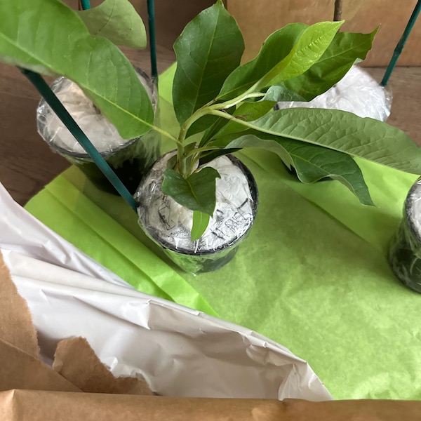 Yellow Flower, Magnolia Champaca, Michelia Champaca in 6" or 4" Pot ...