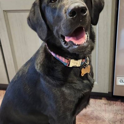 ACU Digital Camo Dog Collar by Swanky Pet - Etsy