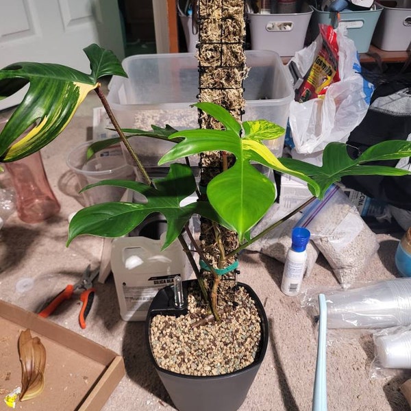 4 Ficus Clown Fig Pot Ficus Aspera Rare Houseplant - Etsy