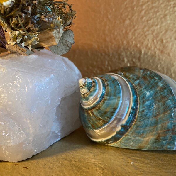 Polished Jade Turbo Shell Large Polished Trochus Polished White Shell ...