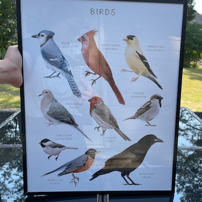Educational Birds Poster, Common Birds Print, Printable Wall Art ...