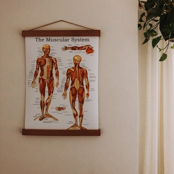 The Human Muscular System Anatomy Poster 18 X 24 Muscle Anterior and ...