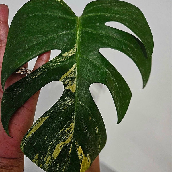 RARE Monstera Obliqua Peru Plant in a Nursery Pot SAME Pot as Images US ...