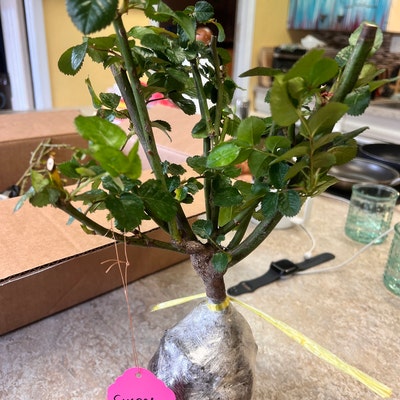 French Cut Rose Pink Strong Fragrant Rose Live Plant, 1 Gallon - Etsy