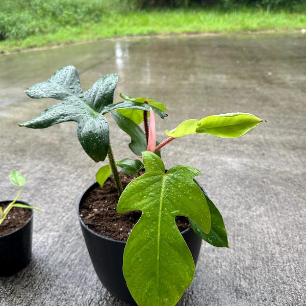 Philodendron Cream Splash Rare Aroid Philodendron Hederaceum 'cream ...