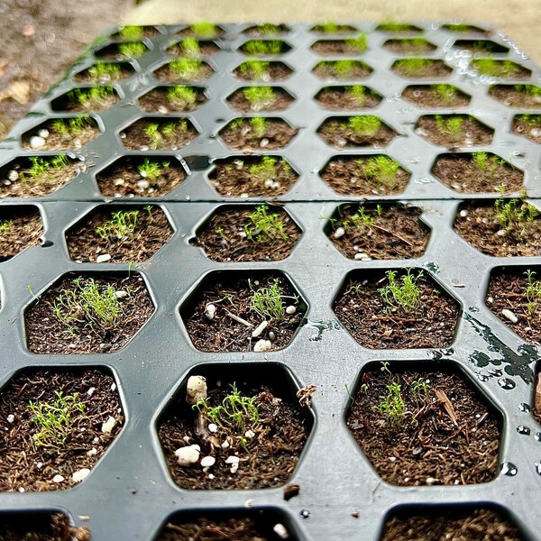 Irish Moss Seeds | Irish Moss Ground Cover Seeds | Sagina Subulata ...