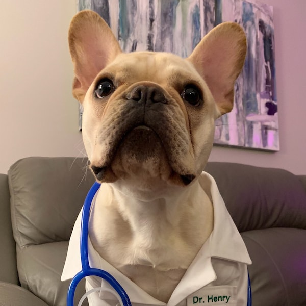 Dog Doctor Lab Coat Costume, Doctor Lab Coat Dog Costume, Pet Doctor ...