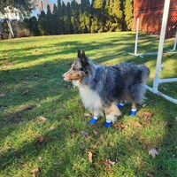 Finish Top Dog Booties set of 4 Sled Dog Snow Boots Iditarod Boots Pet ...