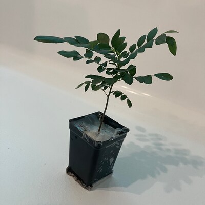 Curry Leaf Live Plantmurraya Koenigii, Karivepallai, Karivembu ...