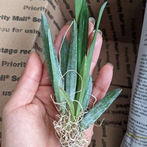 Mini Orchids Rare Perfect for Terrariums, Lonopsis, Mini Vandas, Mini ...