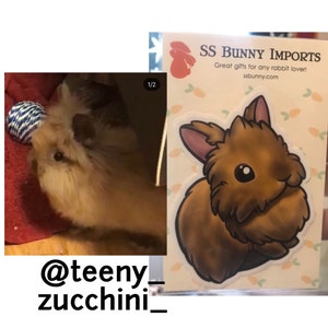 Orange Lionhead Rabbit Sticker Cute Lionhead Bunny Sticker - Etsy