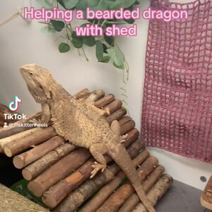 Reptile Climbable Wall Climbing Wall for Reptiles Reptile Climbable ...