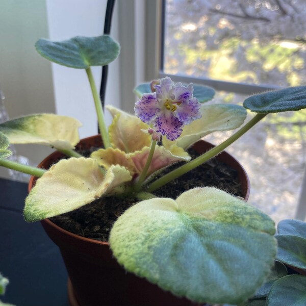 Chester Fern Starter Plant (ALL STARTER PLANTS Require You to Purchase ...