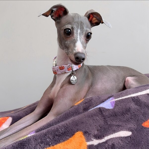 Luxe Blue Sapphire Velvet Key Fob Wristlet | Winter | Rose Gold, Gold ...