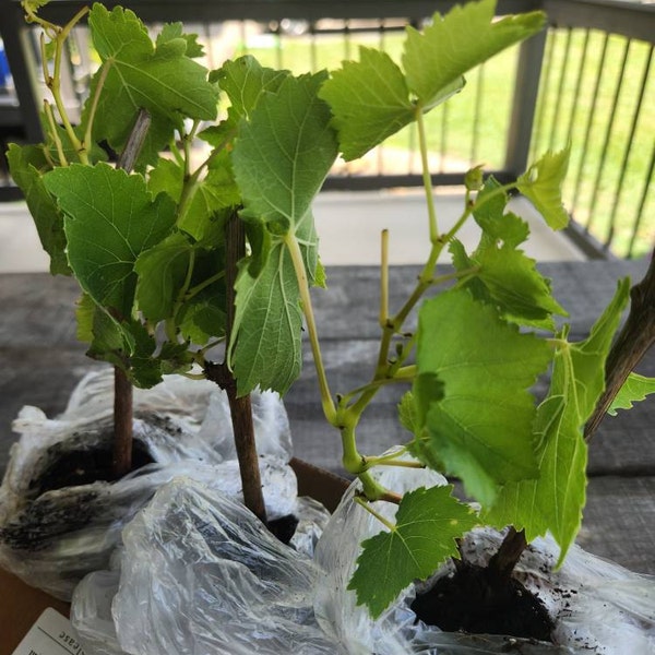 Leucaena Leucocephala, Miracle Tree, River Tamarind Tree, Guaje Seeds ...