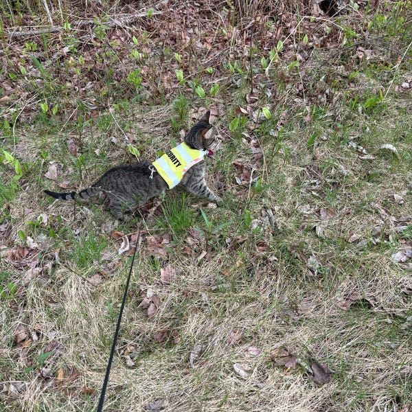 Security. Water-repellent Green Safety Cat Harness With Reflective ...