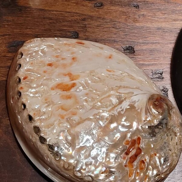 Rare 12-15 Cm Natural Large Conch Shells | Natural Water Conch Shells ...