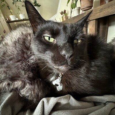 Cat Bells Special Character Jingle Bells Cat Collar Bells - Etsy