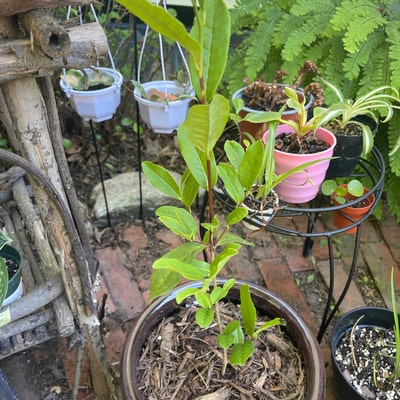 Camellia Sinensis live Tea Plant Propagated From Plants at Former ...
