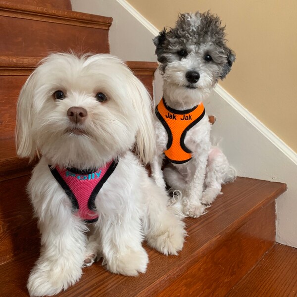 Personalized Mesh Dog Harness – Soft Comfortable Padded No Choke ...