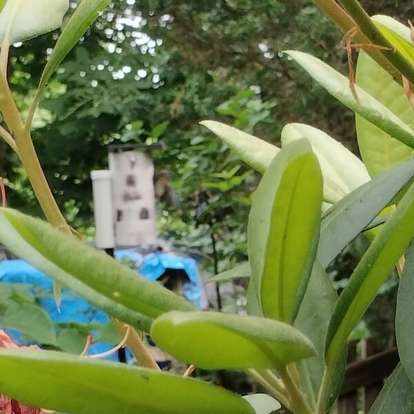 Bluebird Bird House, Floral HAND PAINTED, Lasts a Lifetime, PVC ...