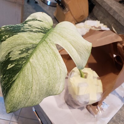 Copper Plated Sycamore Leaf With a Forced Salt Patina. Copper ...