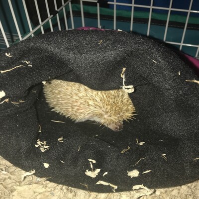 Hedgehog Snuggle Sack. Snuggle Pouch or Sleeping Bag for Hedgehog ...