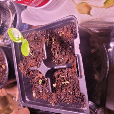 Semillas De Loroco/loroco Seeds - Etsy