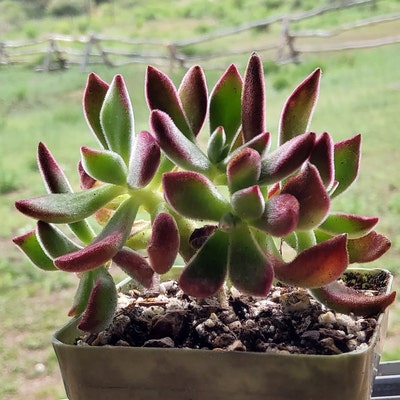 Rare Succulent: Echeveria Pulvinata Ruby A.k.a. Ruby Slippers - Etsy